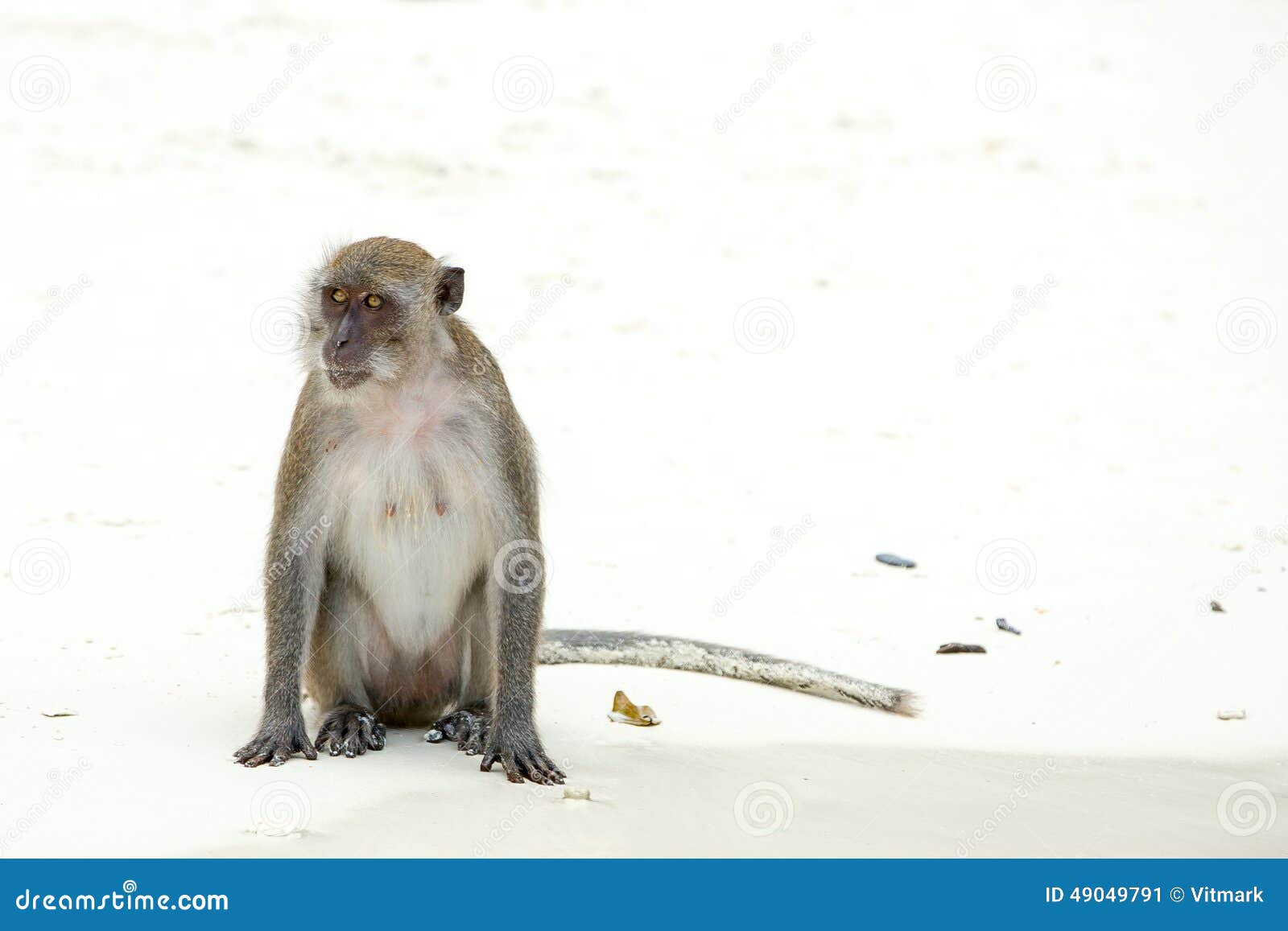 Monkey Beach. Crab-eating Macaque, Phi-Phi, Thailand Stock Image ...