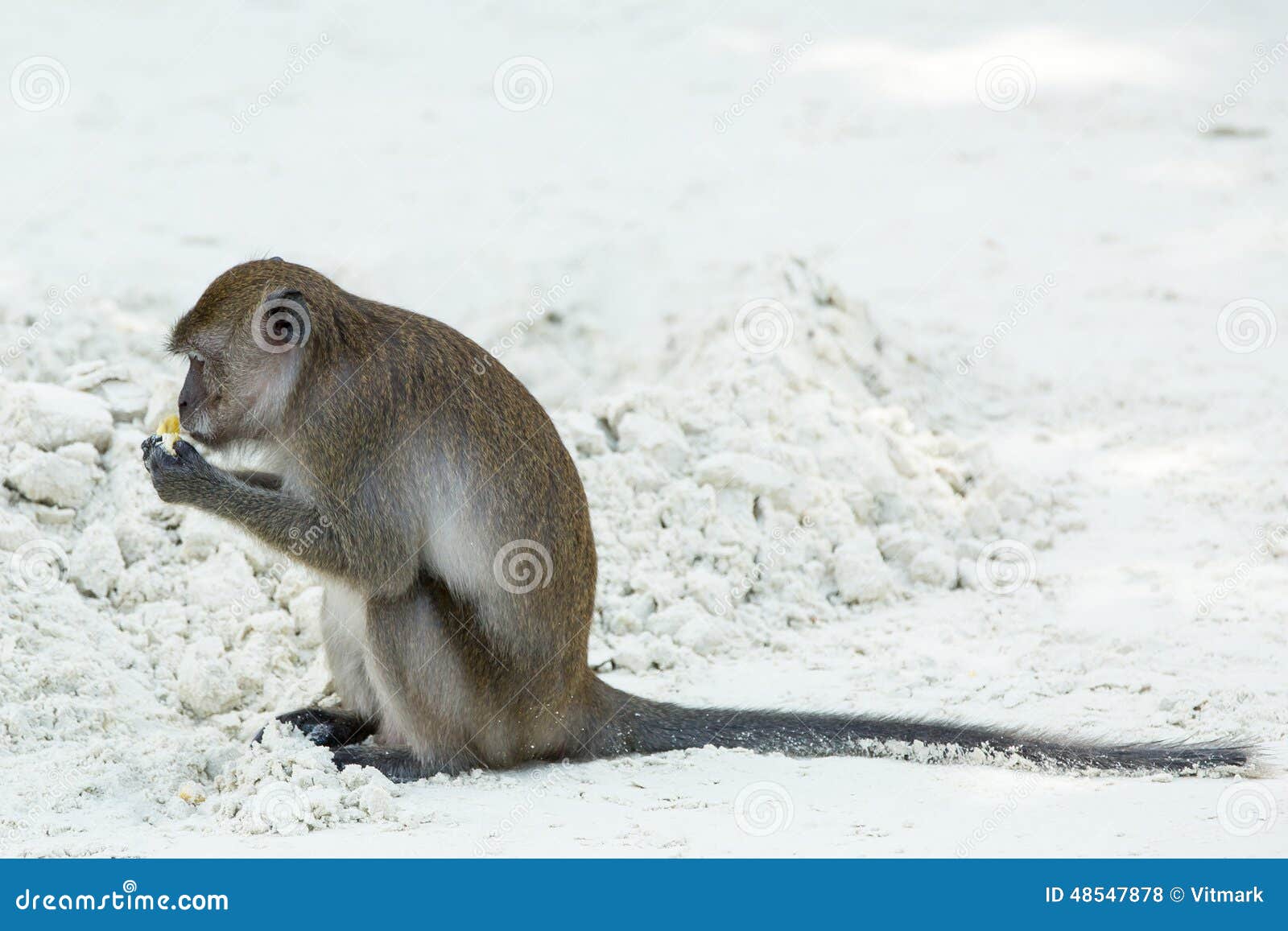 Monkey Beach. Crab-eating Macaque at Thailand Stock Photo - Image of ...