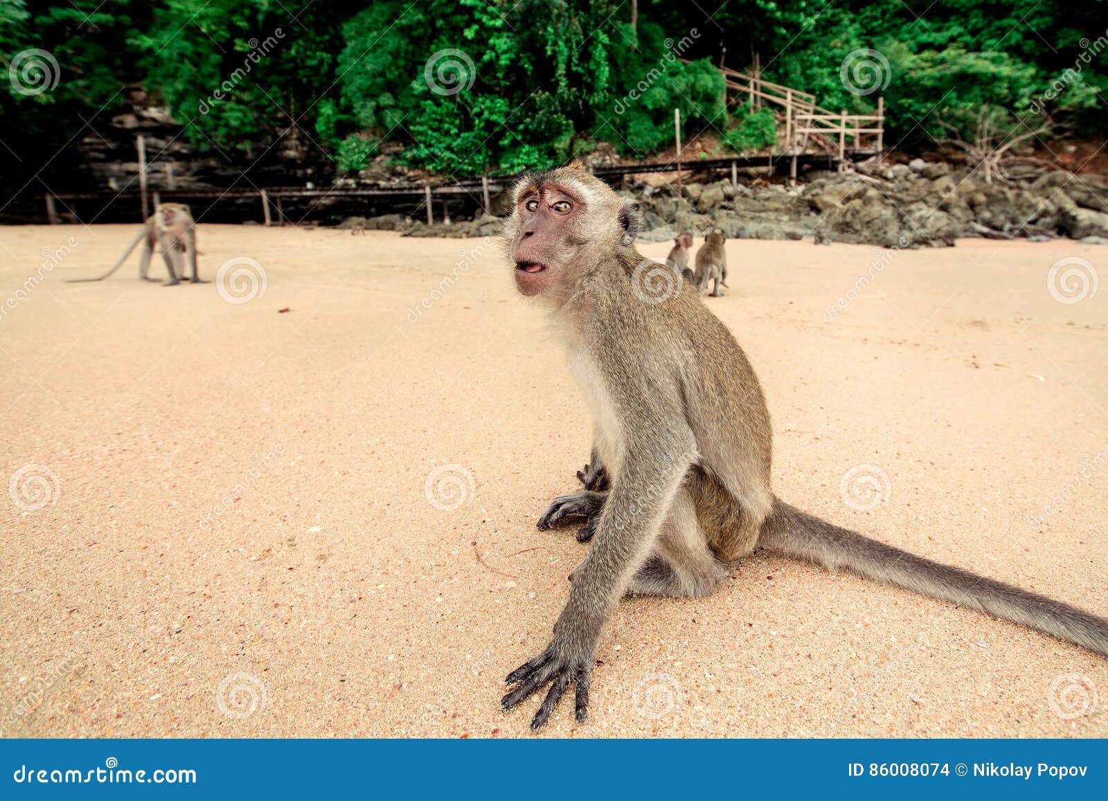 Monkey on the beach. stock photo. Image of monkey, tree - 86008074