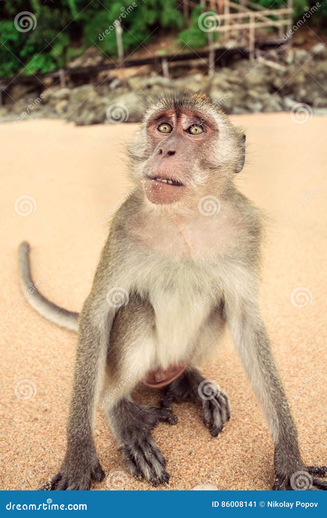 Monkey on the beach. stock image. Image of tree, tropical - 86008141
