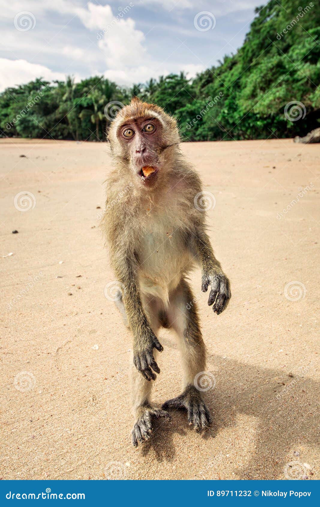 Monkey on the beach. stock photo. Image of beach, brown - 89711232