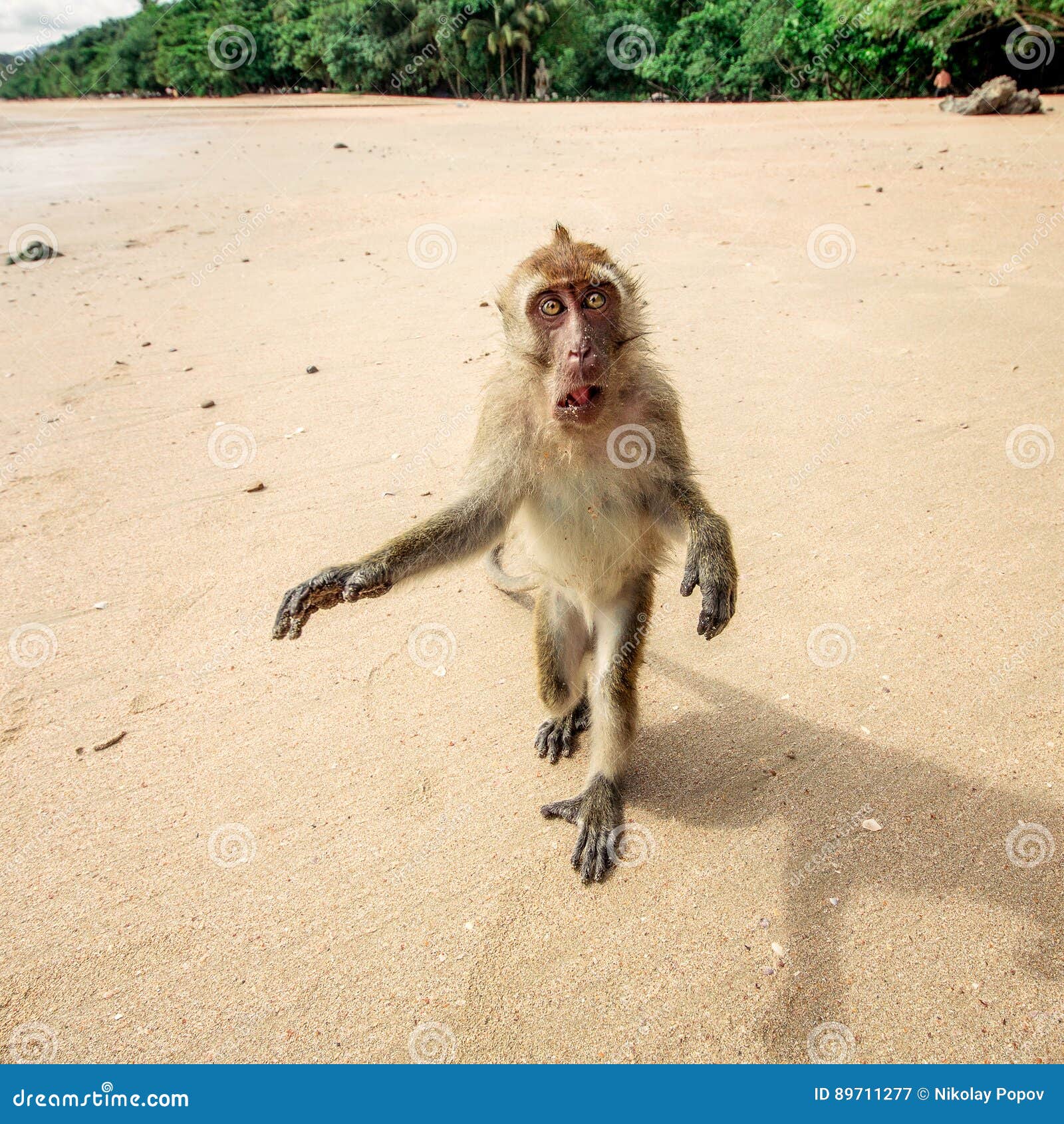 Monkey on the beach. stock image. Image of wildlife, life - 89711277
