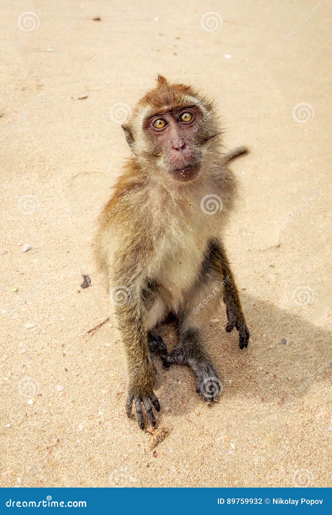 Monkey on the beach. stock photo. Image of cute, face - 89759932