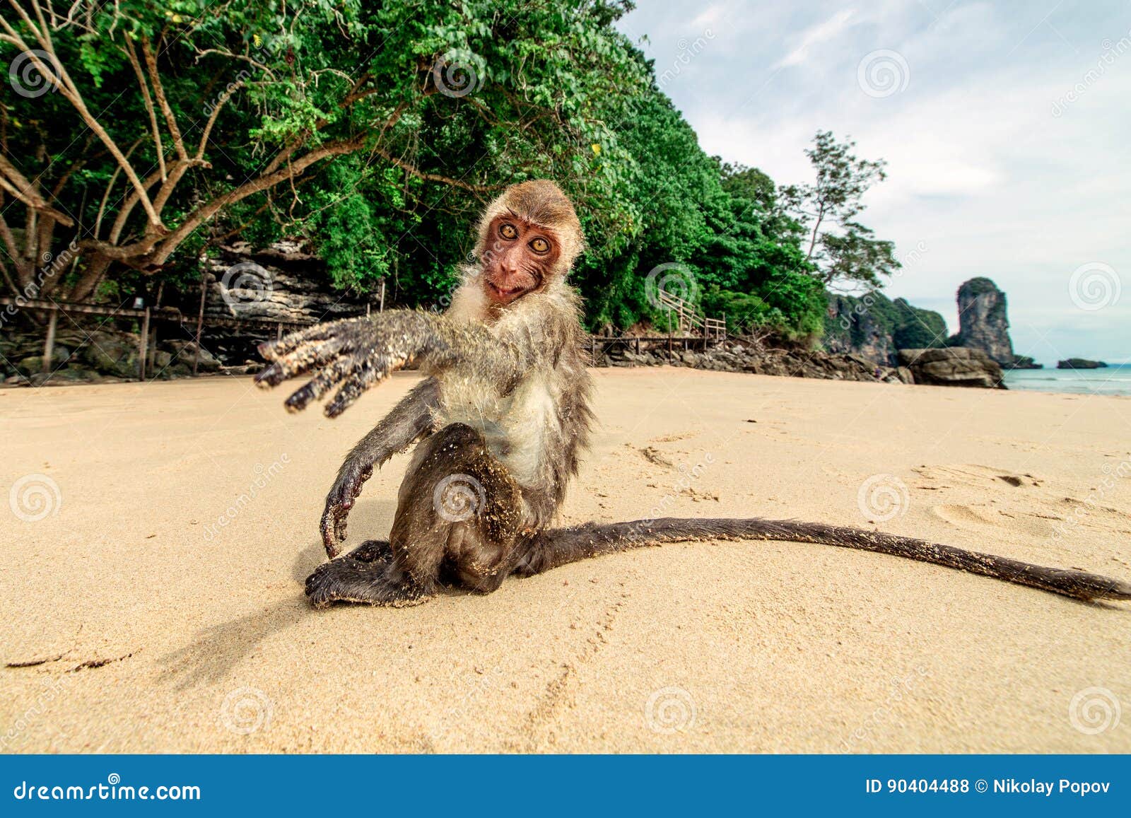 Monkey on the beach. stock photo. Image of animals, brown - 90404488