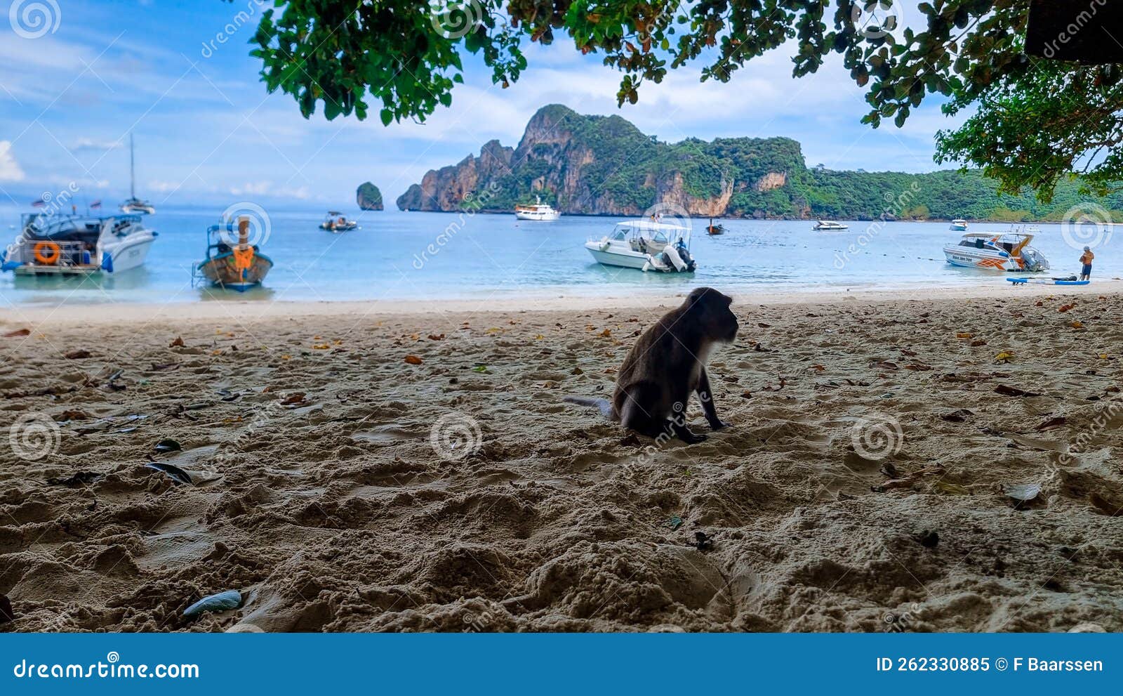 Monkey at the Beach in Koh Phi Phi Thailand, Monkey Beach Editorial ...