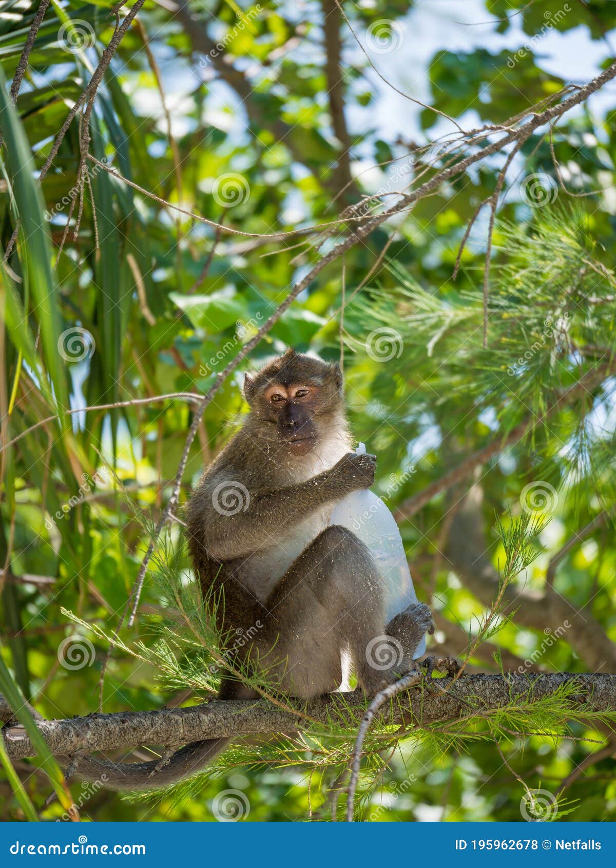 Monkey on the Beach in Thailand Stock Photo - Image of little, portrait ...