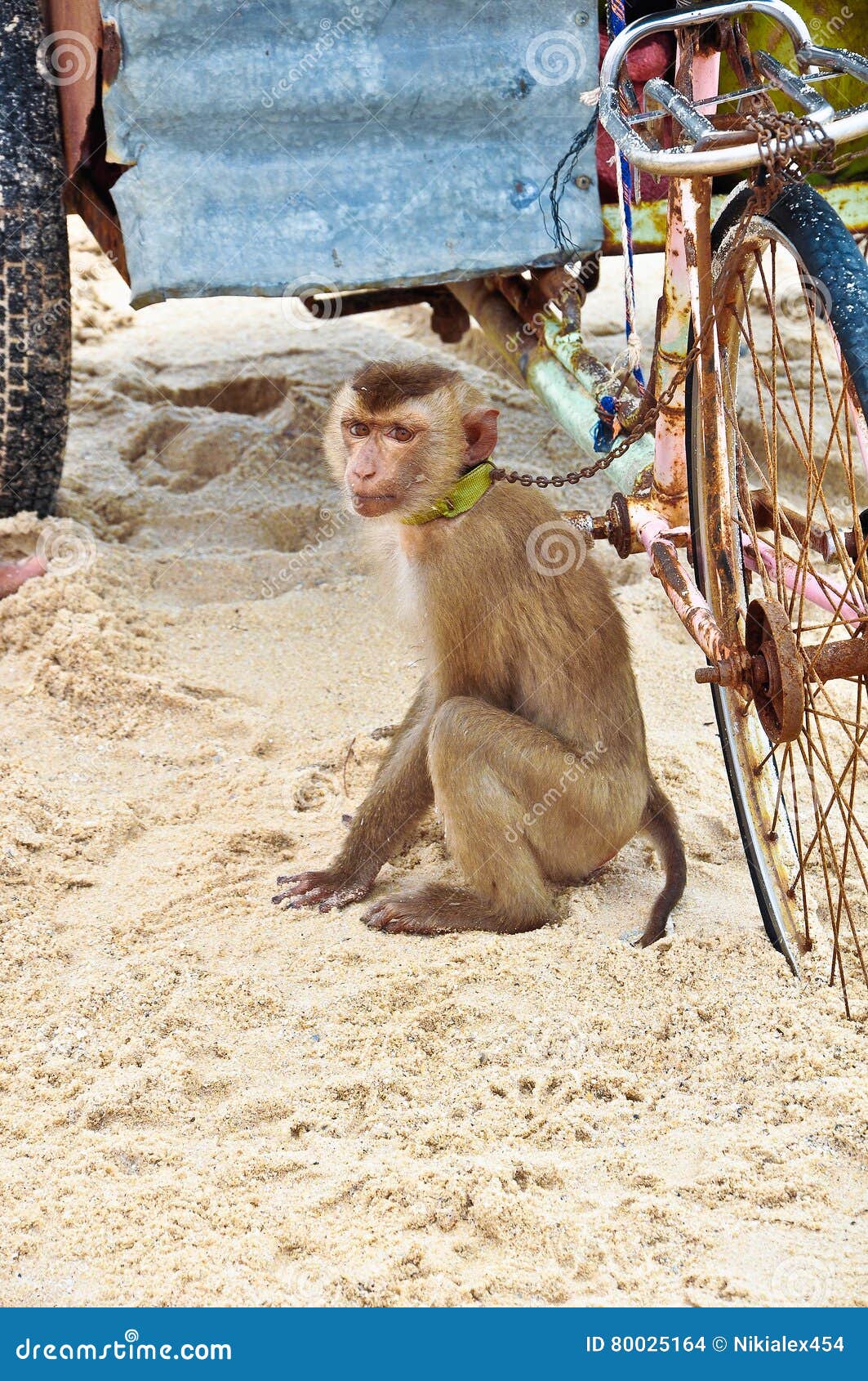 Monkey Bike Classic Royalty-Free Stock Photo | CartoonDealer.com #1547769
