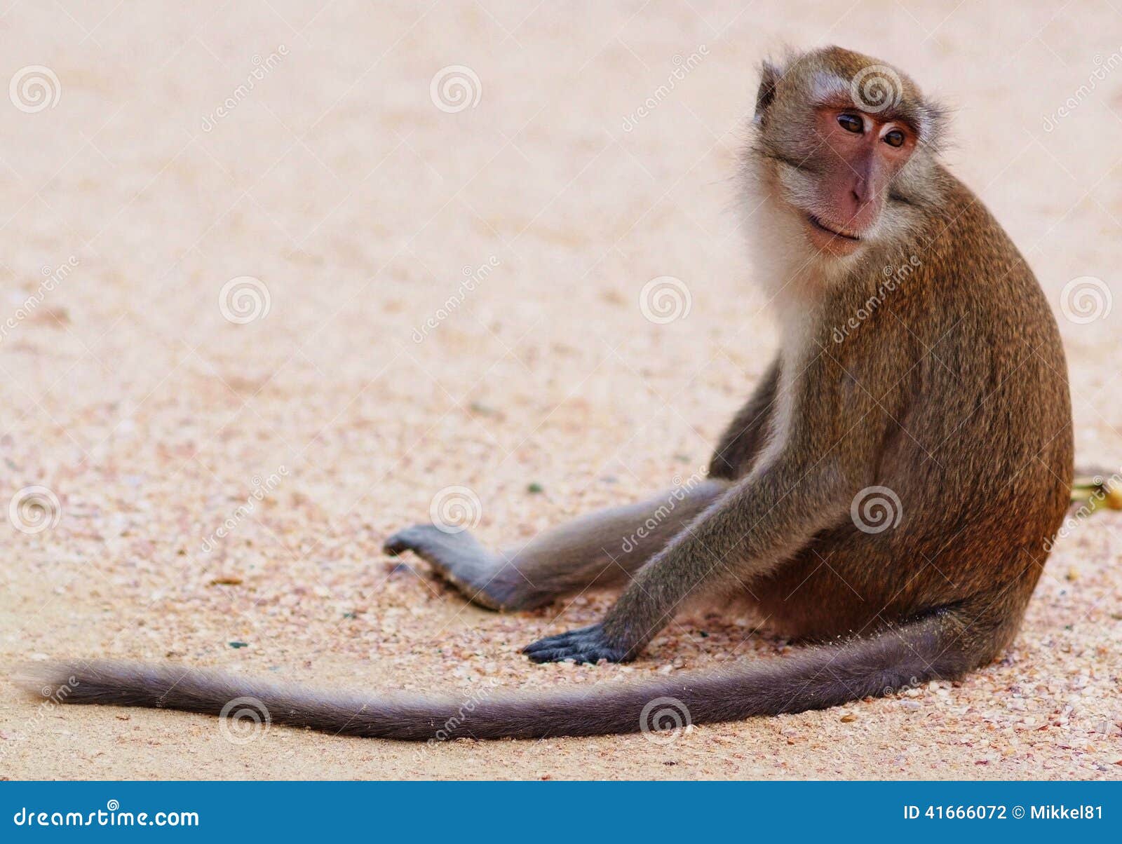 Monkey on a beach stock photo. Image of macaque, thailand - 41666072