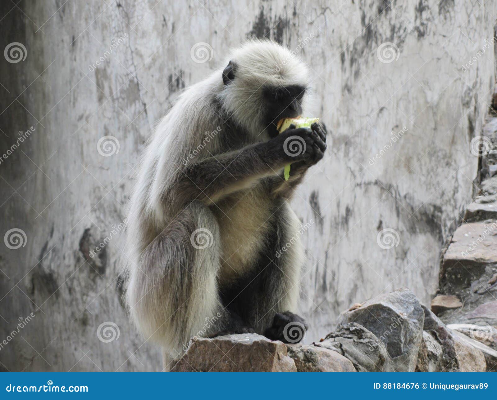 Monkey stock photo. Image of monkey, beautiful, wildlife - 88184676