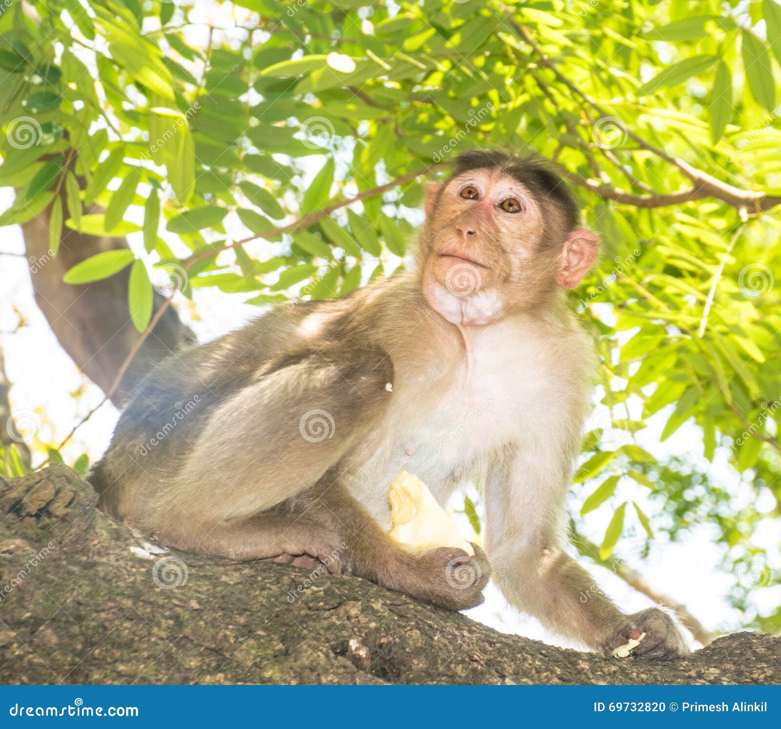 Monkey on the Tree Looking Up Stock Photo - Image of leaf, vegetatian ...