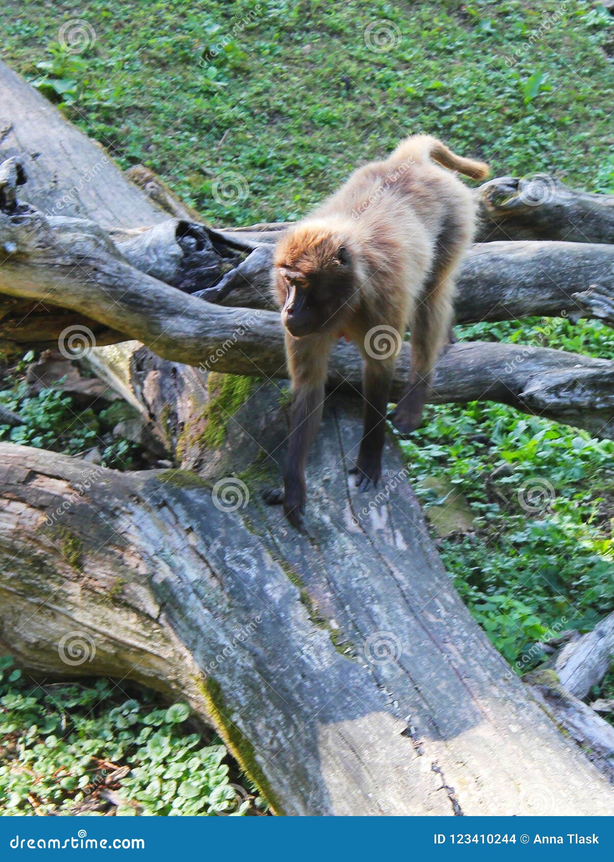 Monkey stock photo. Image of monkey, animal, beautiful - 123410244