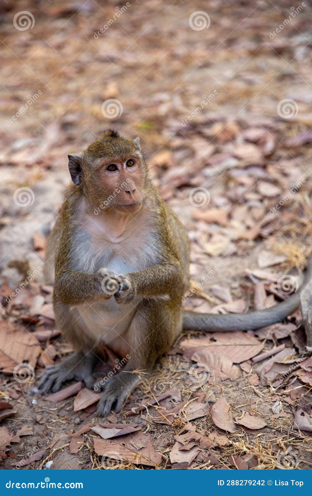 Monkey begging for food stock photo. Image of adorable - 288279242