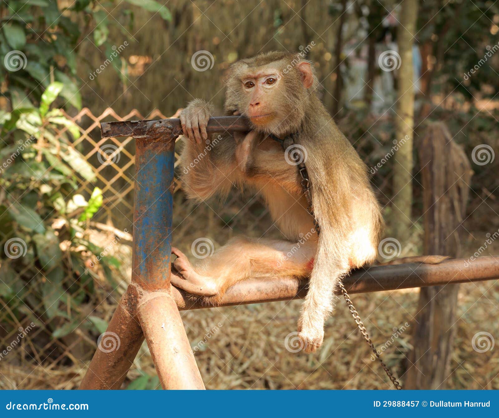 Monkey. stock image. Image of lion, face, jungle, expression - 29888457