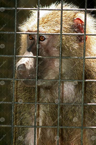 Monkey Behind Bars stock image. Image of miserable, fauna - 1279753