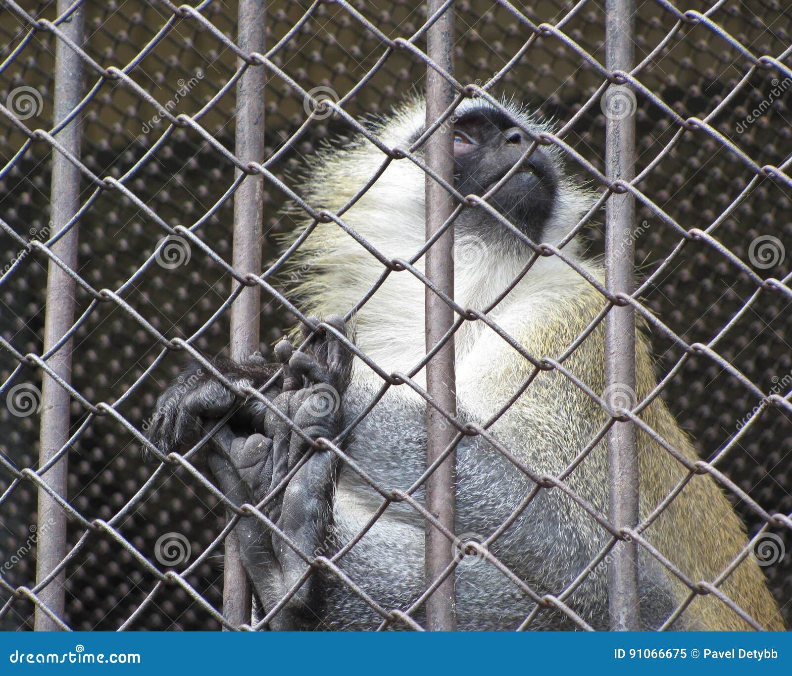 The Monkey Is Behind Bars Stock Image | CartoonDealer.com #91066675