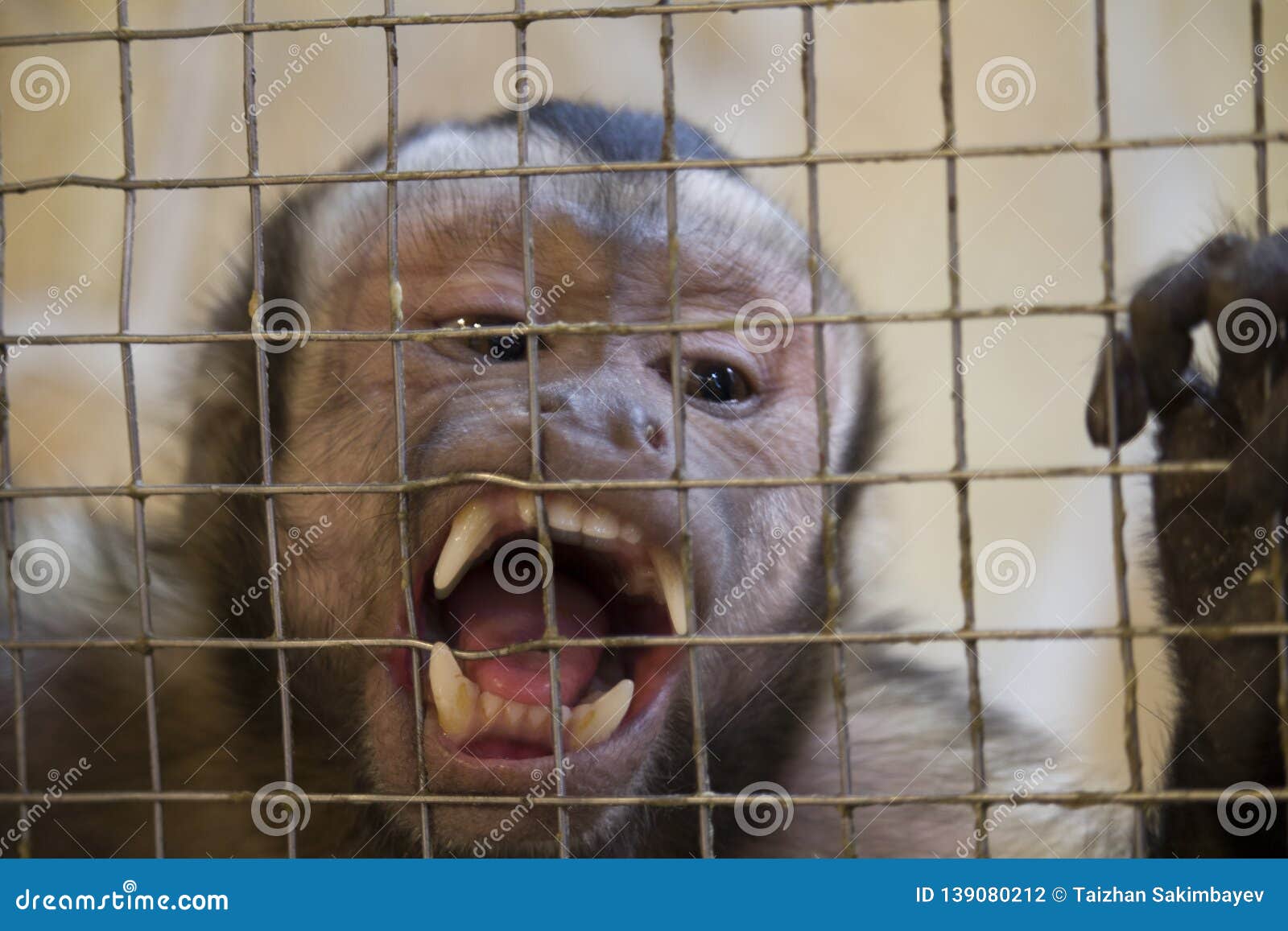 Monkey Behind Bars with Open Mouth, Soft Focus Stock Photo - Image of ...