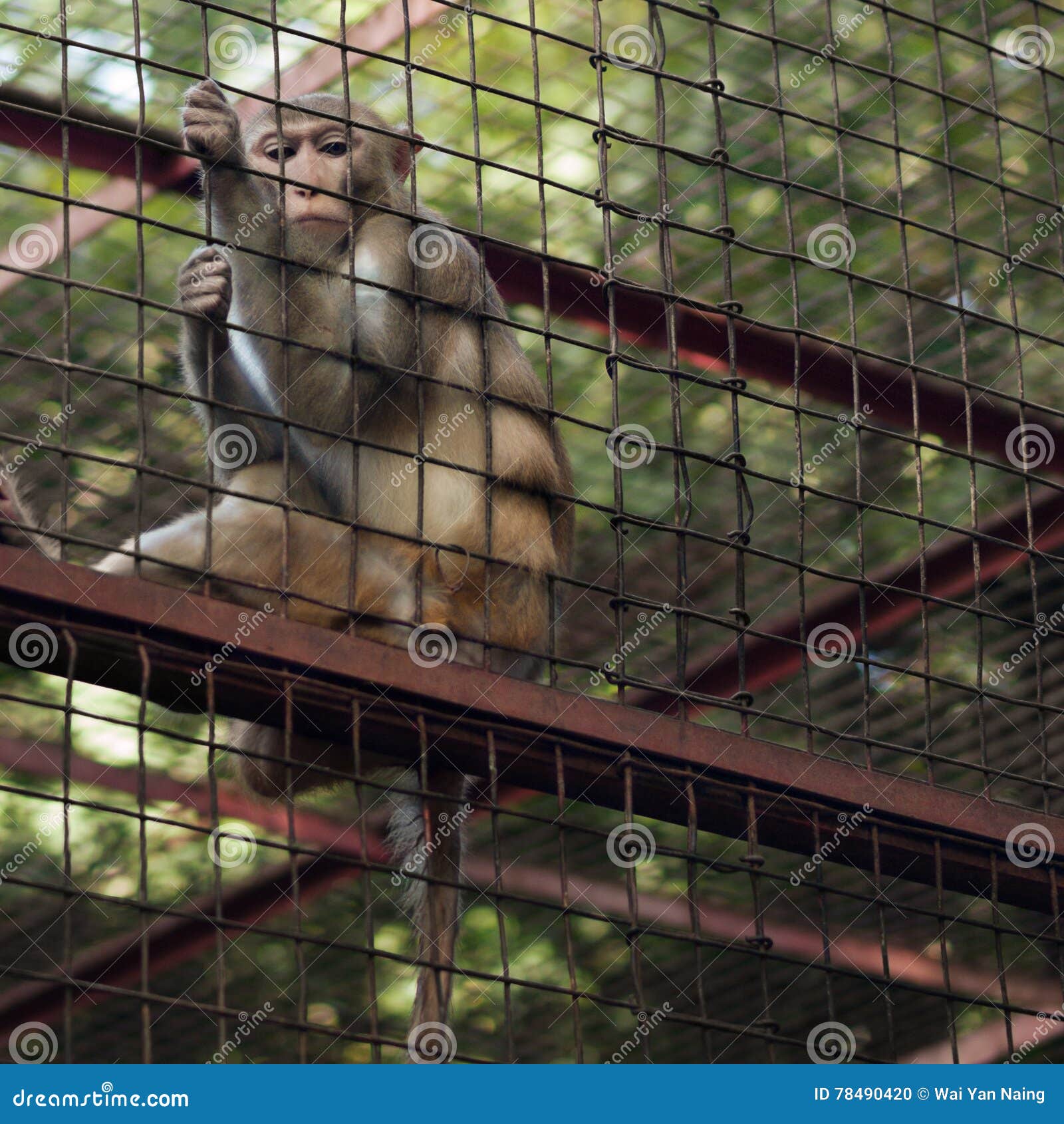 MONKEY BEHIND the BARS stock photo. Image of closeup - 78490420