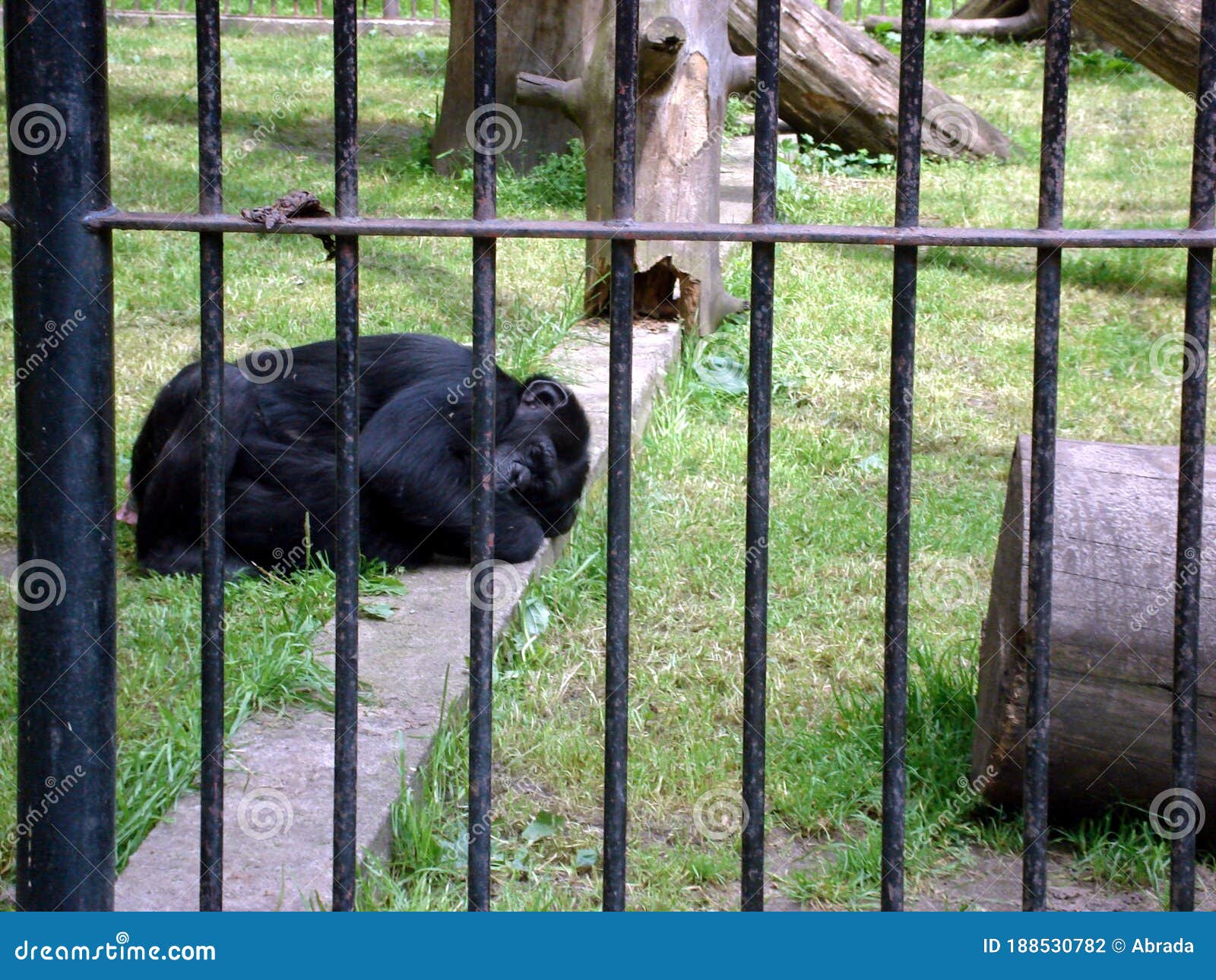 Monkey Behind Bars in a Zoo Stock Photo - Image of sleepy, lattice ...