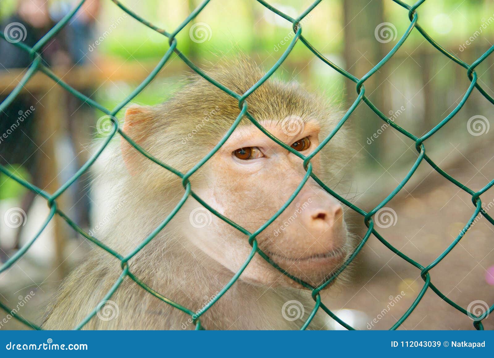 Monkey Behind Bars in a Zoo Stock Image - Image of looking, bars: 112043039
