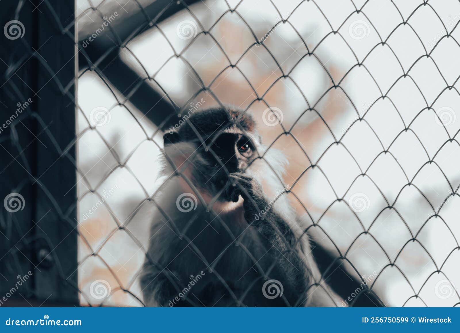 Monkey Behind a Fence Inside the Cage Stock Image - Image of wild ...
