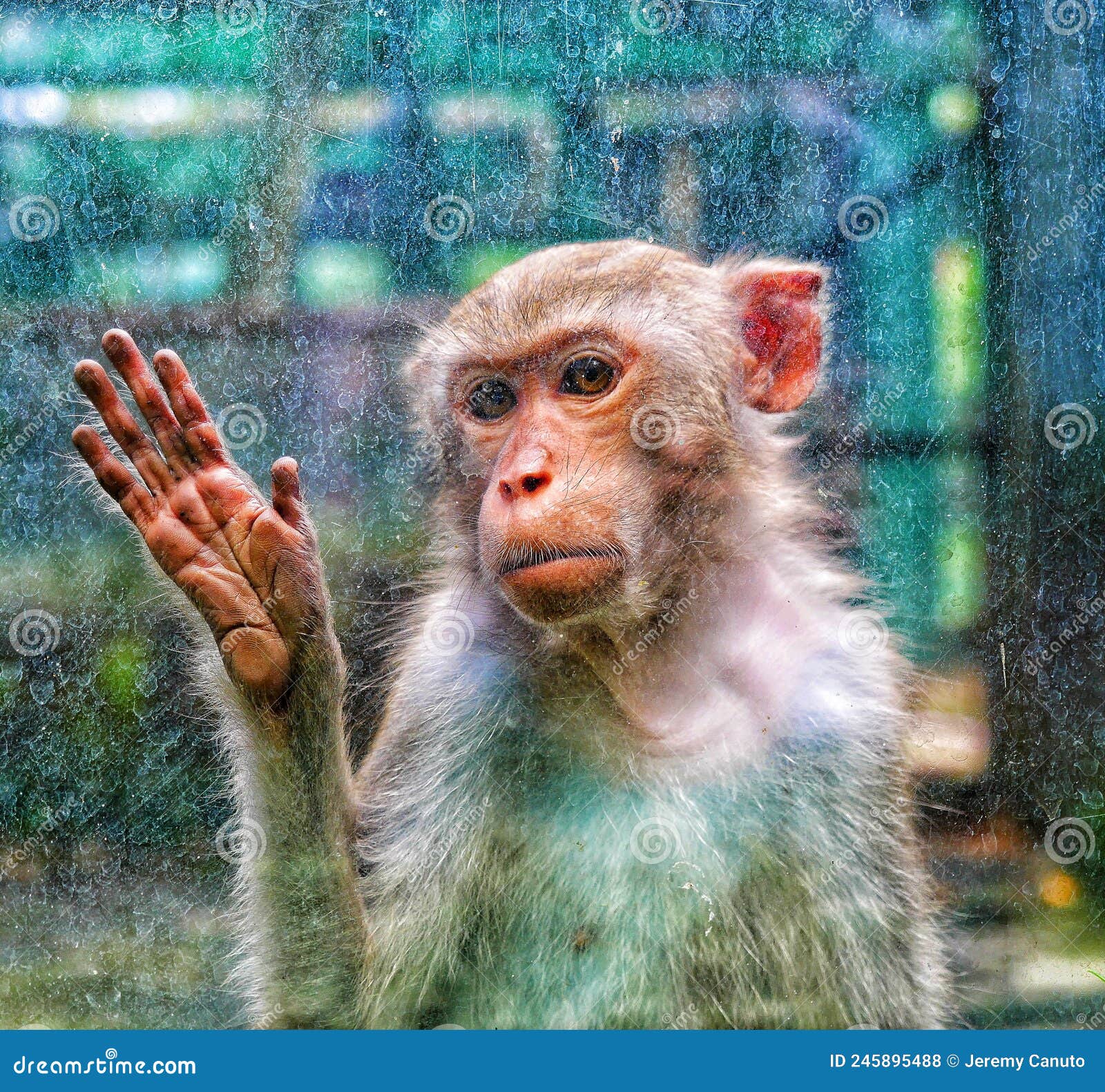 Monkey Behind Glass at Zoo . Captivity Stock Photo - Image of bear ...