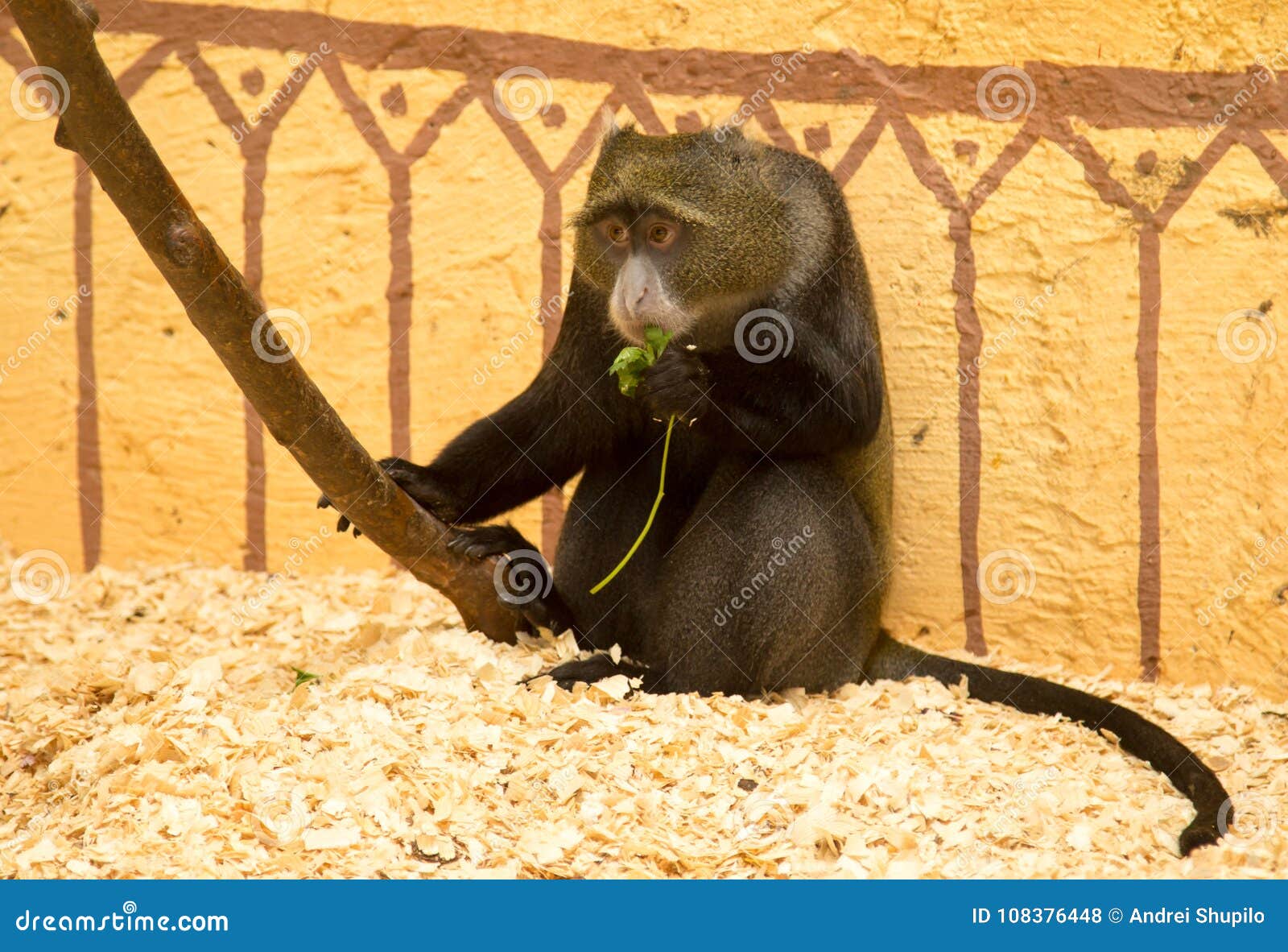 Monkey Behind the Glass in the Zoo Stock Photo - Image of wildlife ...