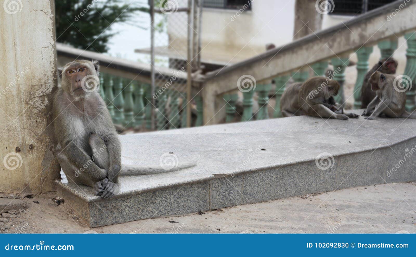 Monkey being left out stock photo. Image of left, thailand - 102092830
