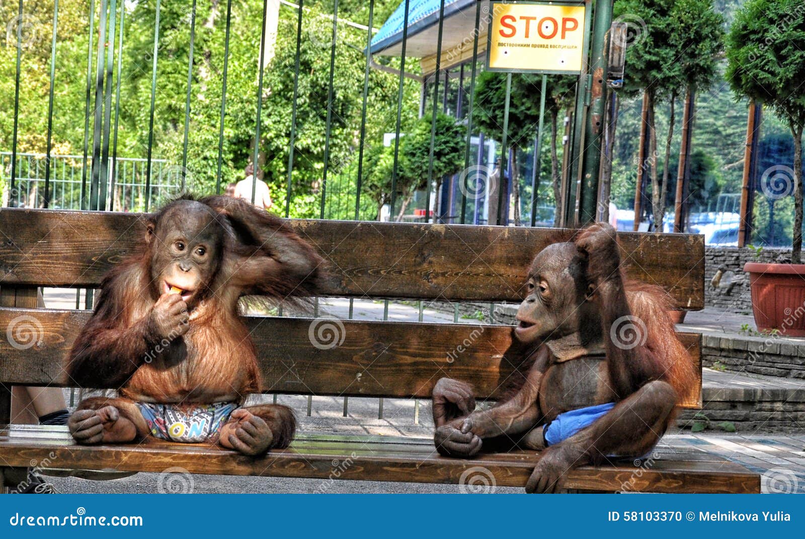 Monkey stock photo. Image of baby, laughing, jungle, exotic - 58103370