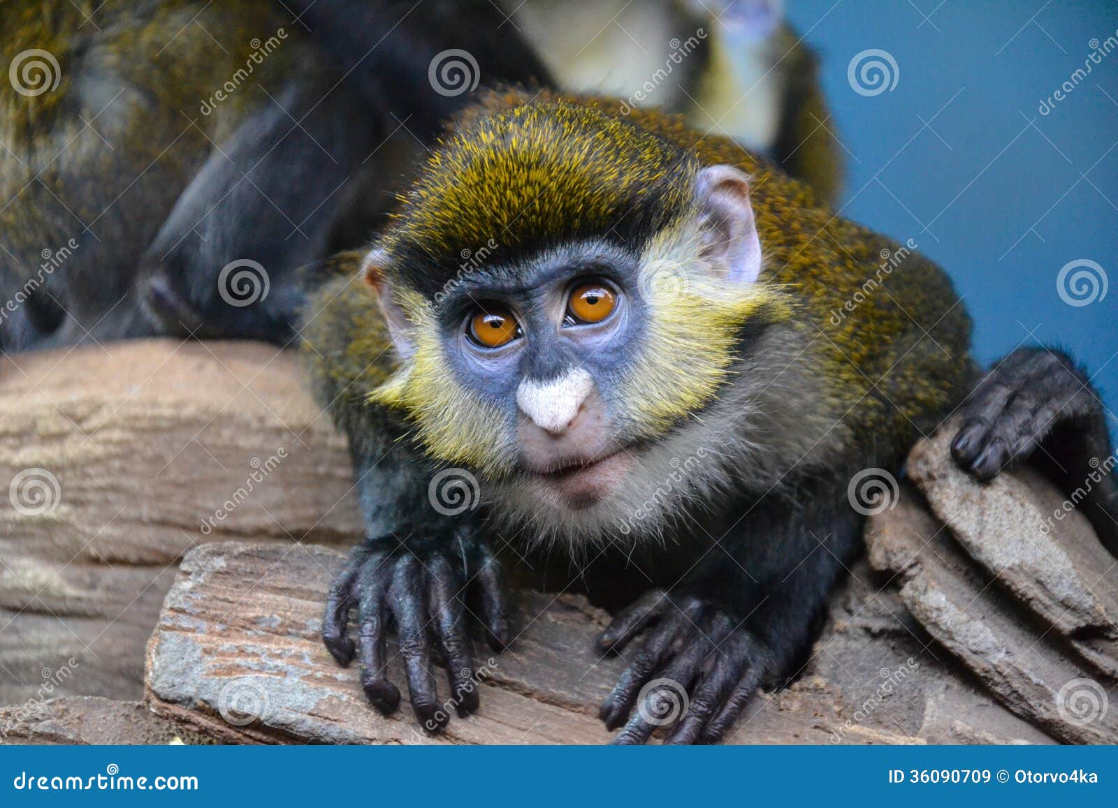 Small Monkey With Big Eyes