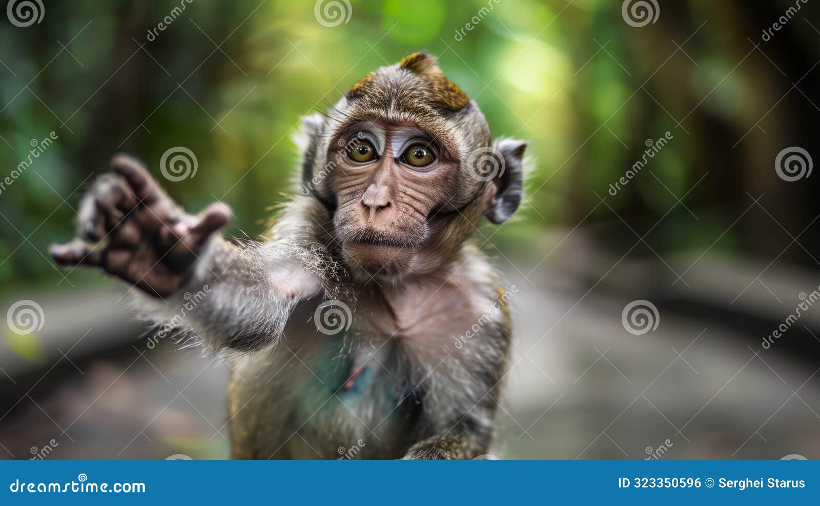 A Monkey with a Big Smile on Its Face and Pointing, AI Stock Photo ...
