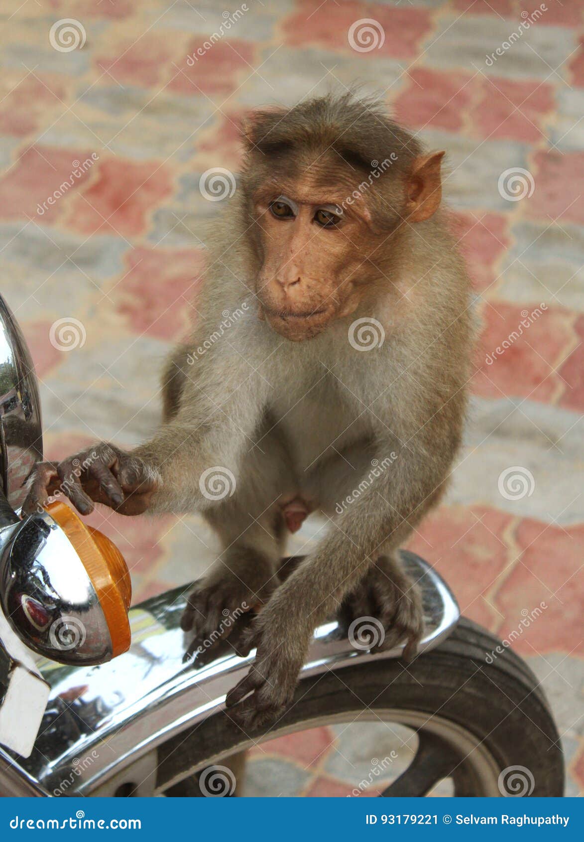 Monkey Bike Classic Royalty-Free Stock Photo | CartoonDealer.com #1547769