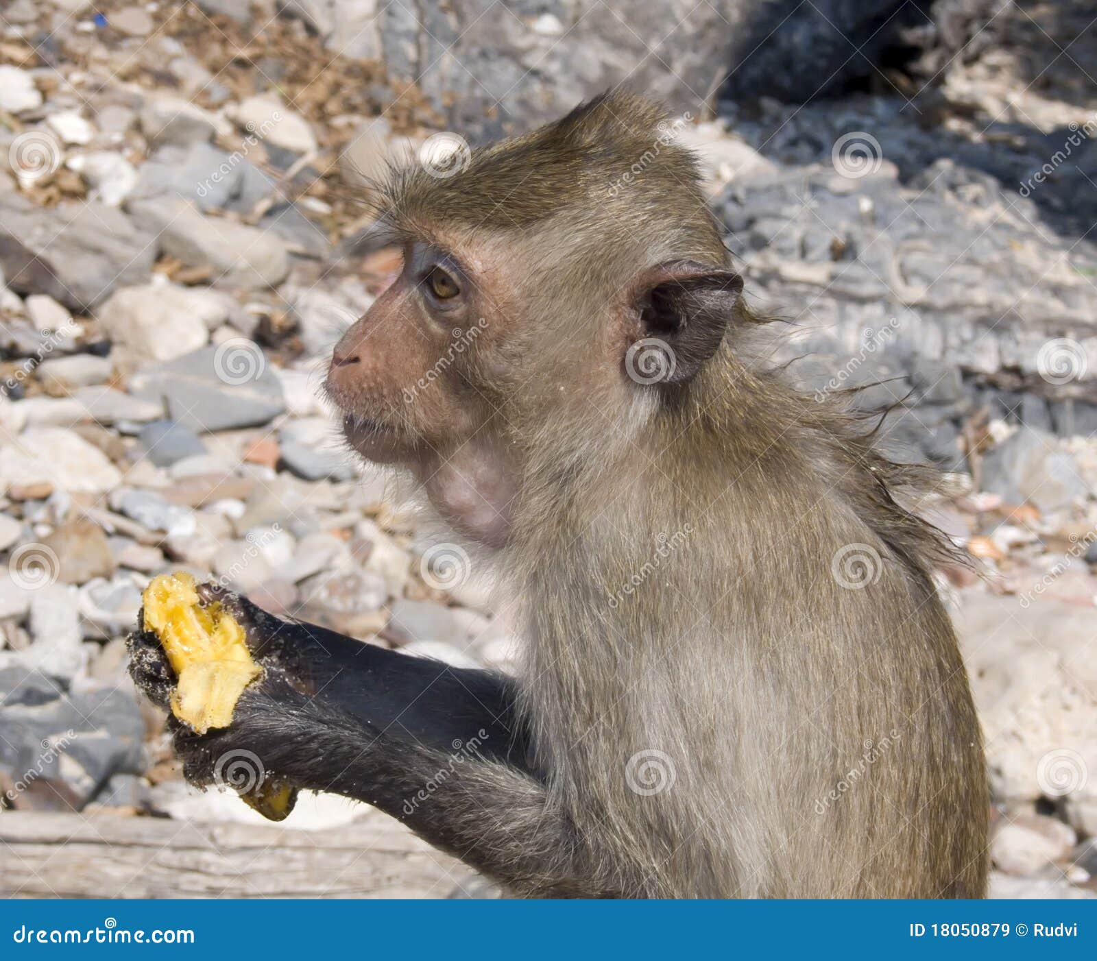 The monkey bites a banana stock image. Image of holds - 18050879