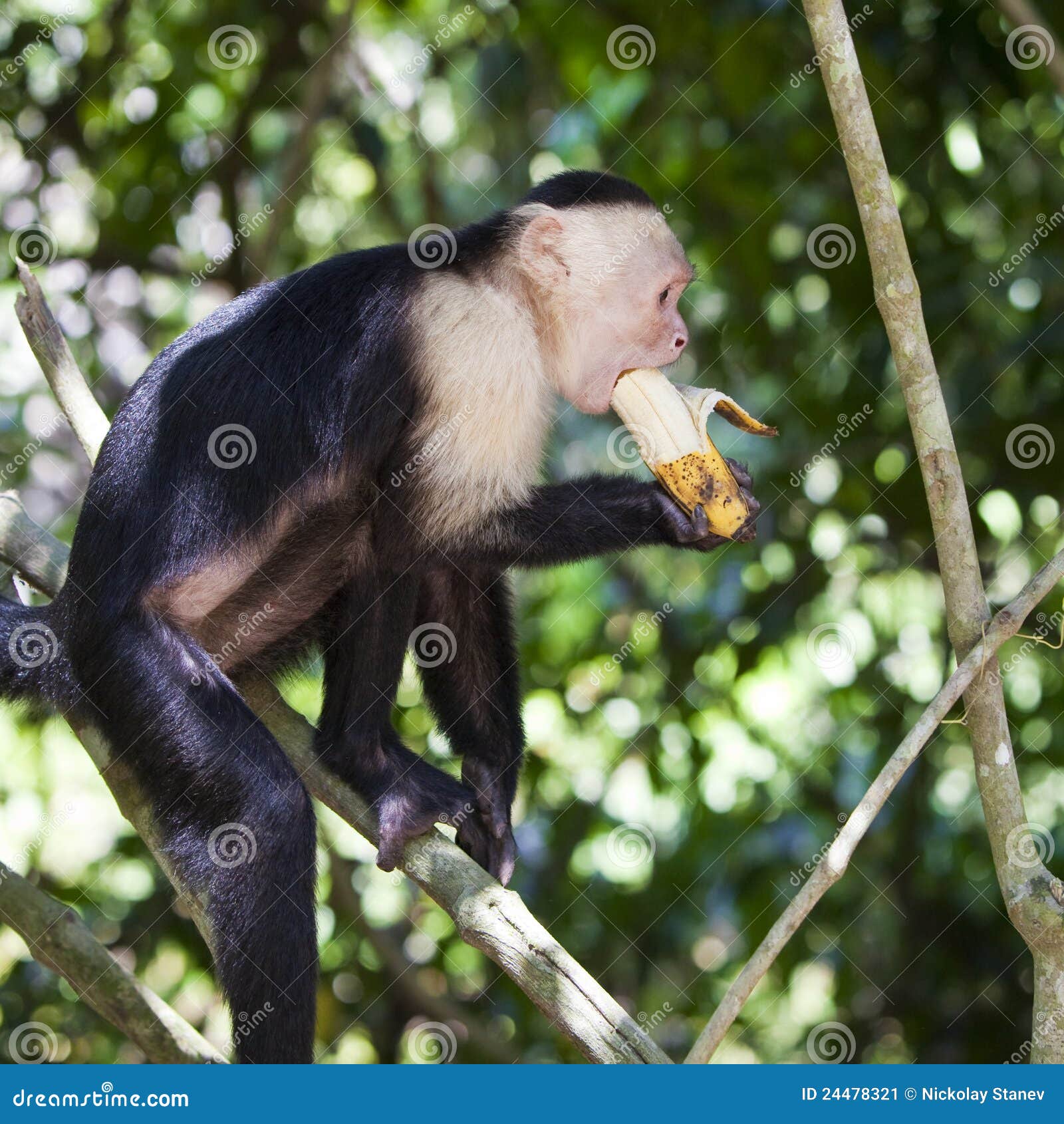 Monkey Biting a Banana stock image. Image of mammal, costa - 24478321