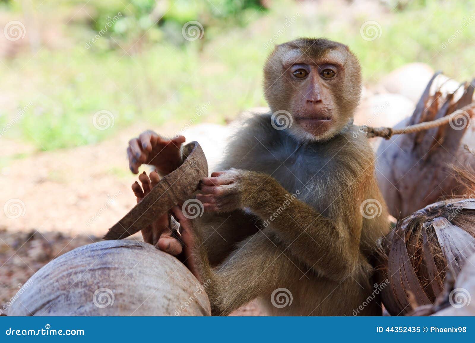 A monkey biting a coconut stock image. Image of food - 44352435