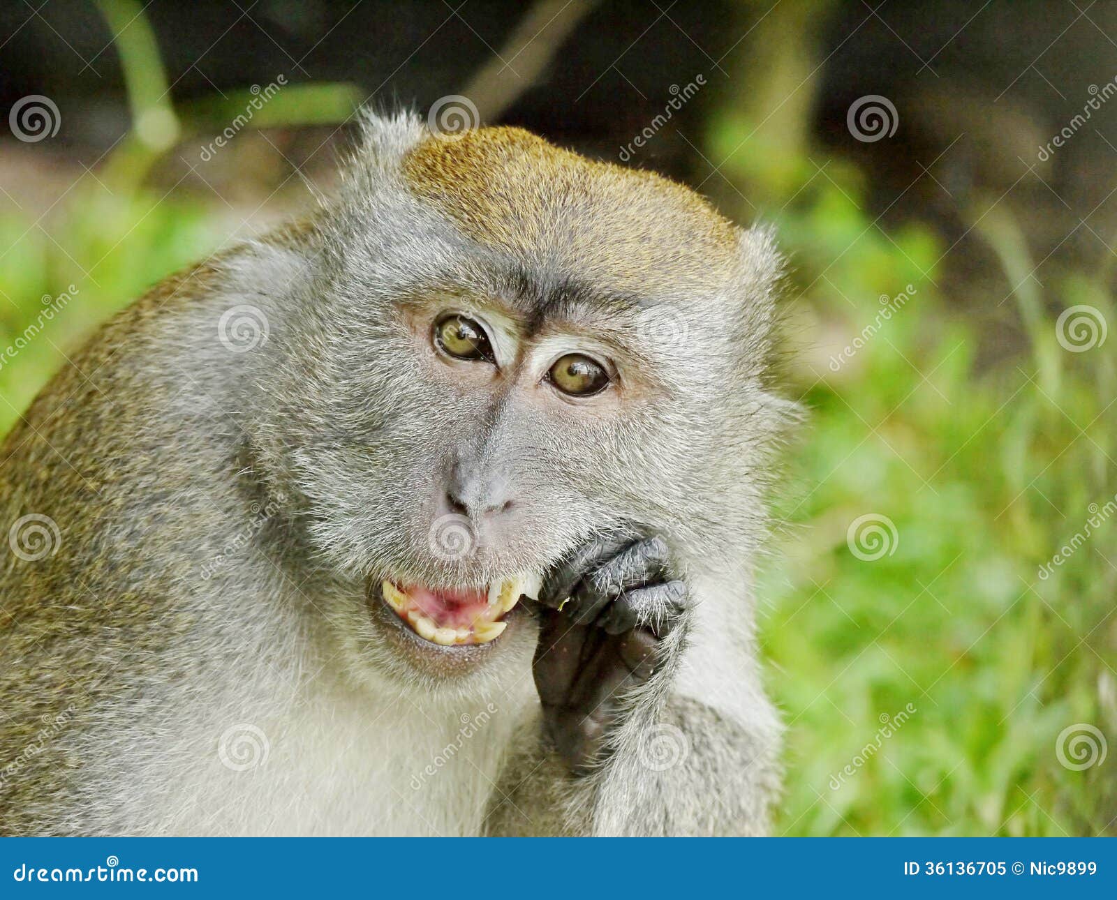 Monkey Biting a Coconut stock image. Image of flora, hunt - 36136705