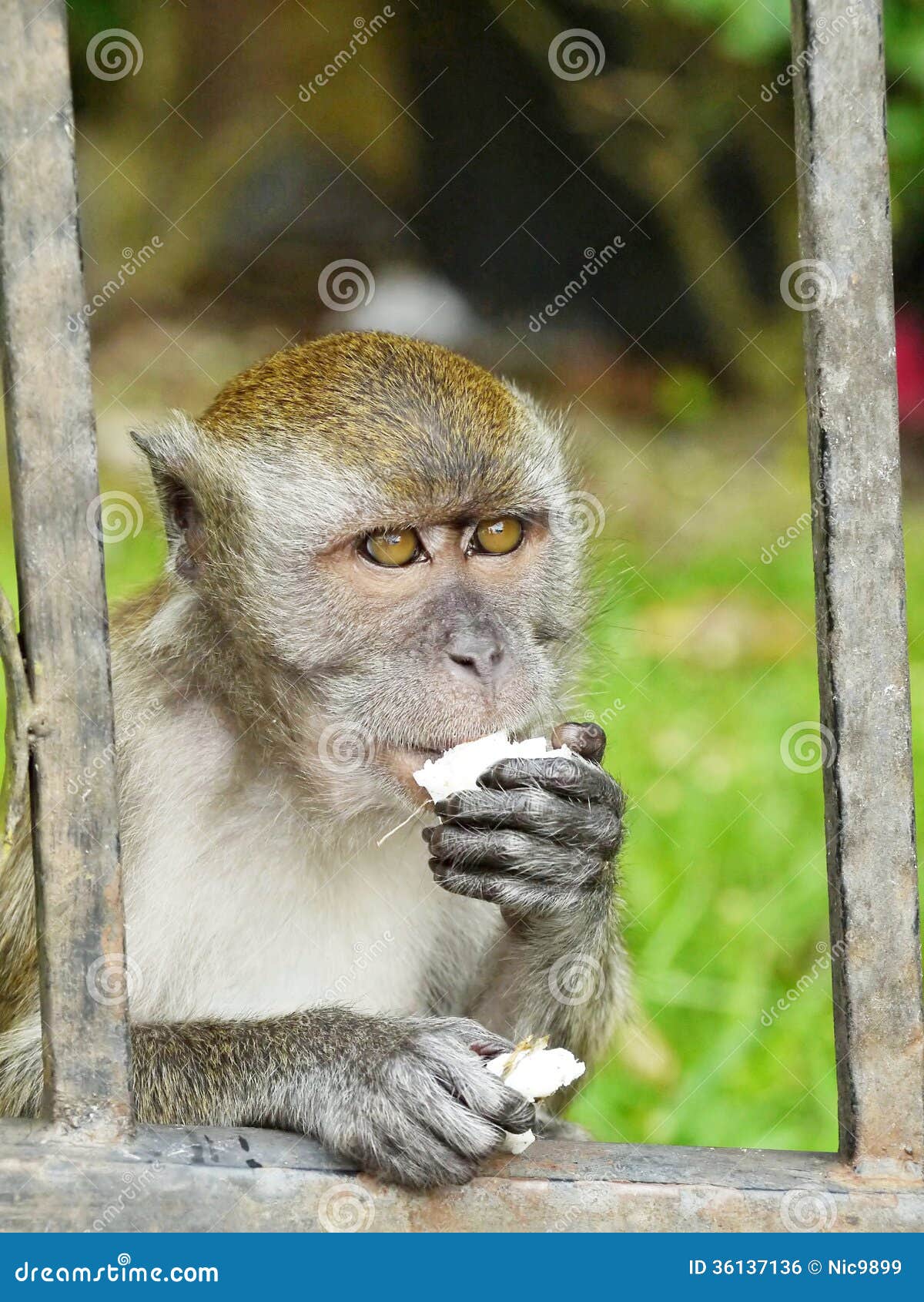 Monkey Biting a Coconut stock photo. Image of flora, nature - 36137136
