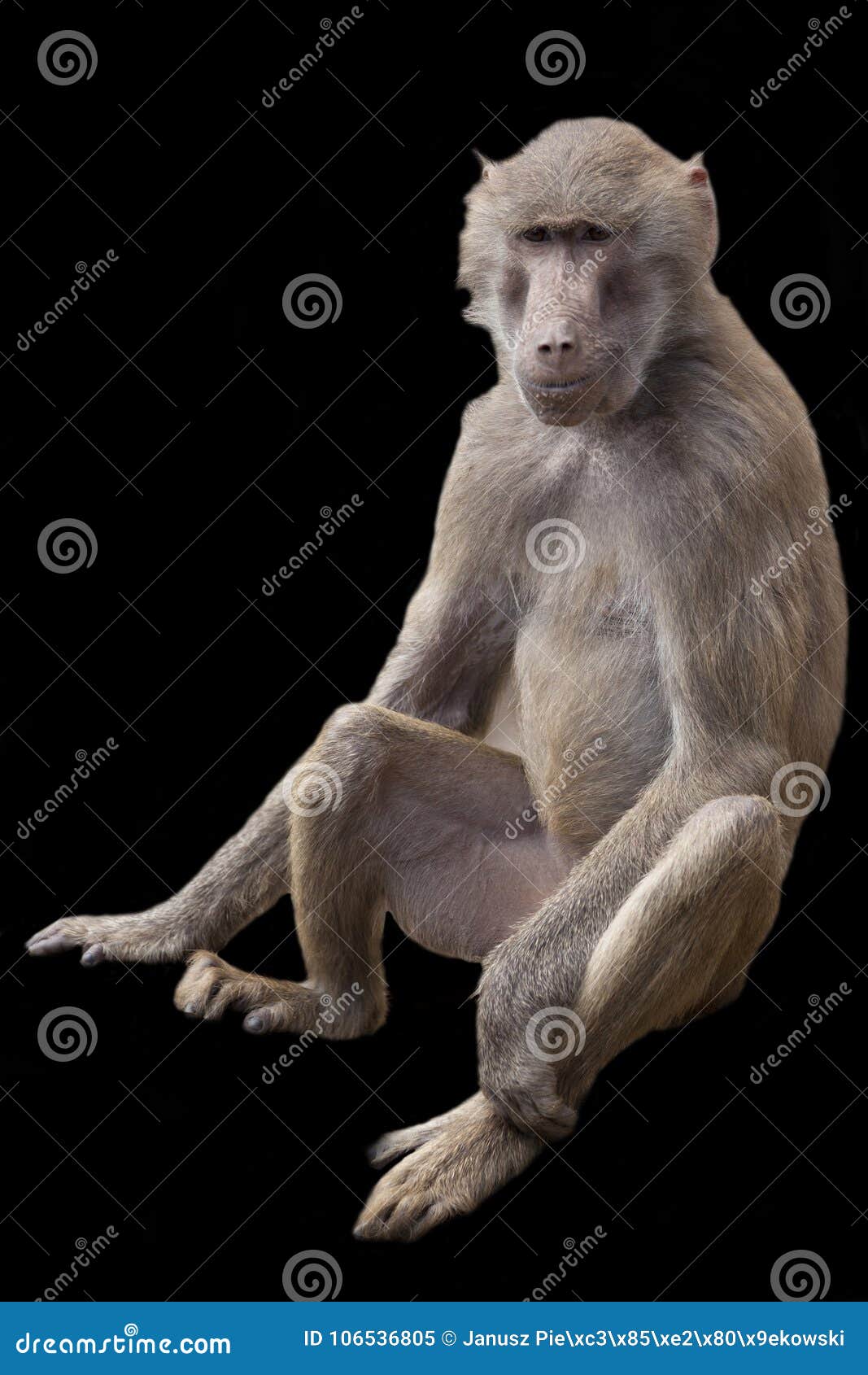 Monkey on a Black Background Stock Image - Image of nature, clearing ...