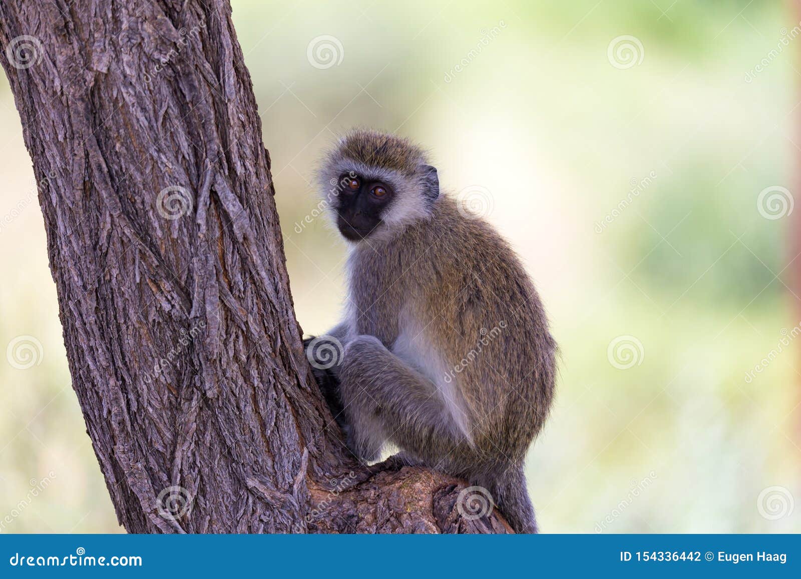 A Monkey with a Black Face Sits on a Tree Stock Photo - Image of branch ...