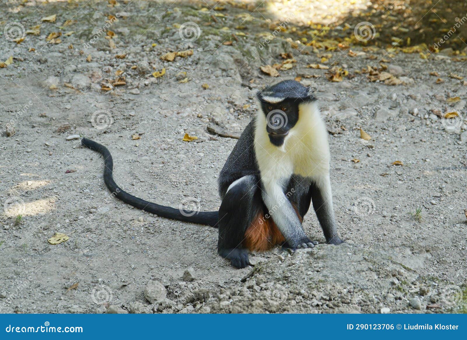 Monkey with long tail stock photo. Image of rodent, mammal - 290123706