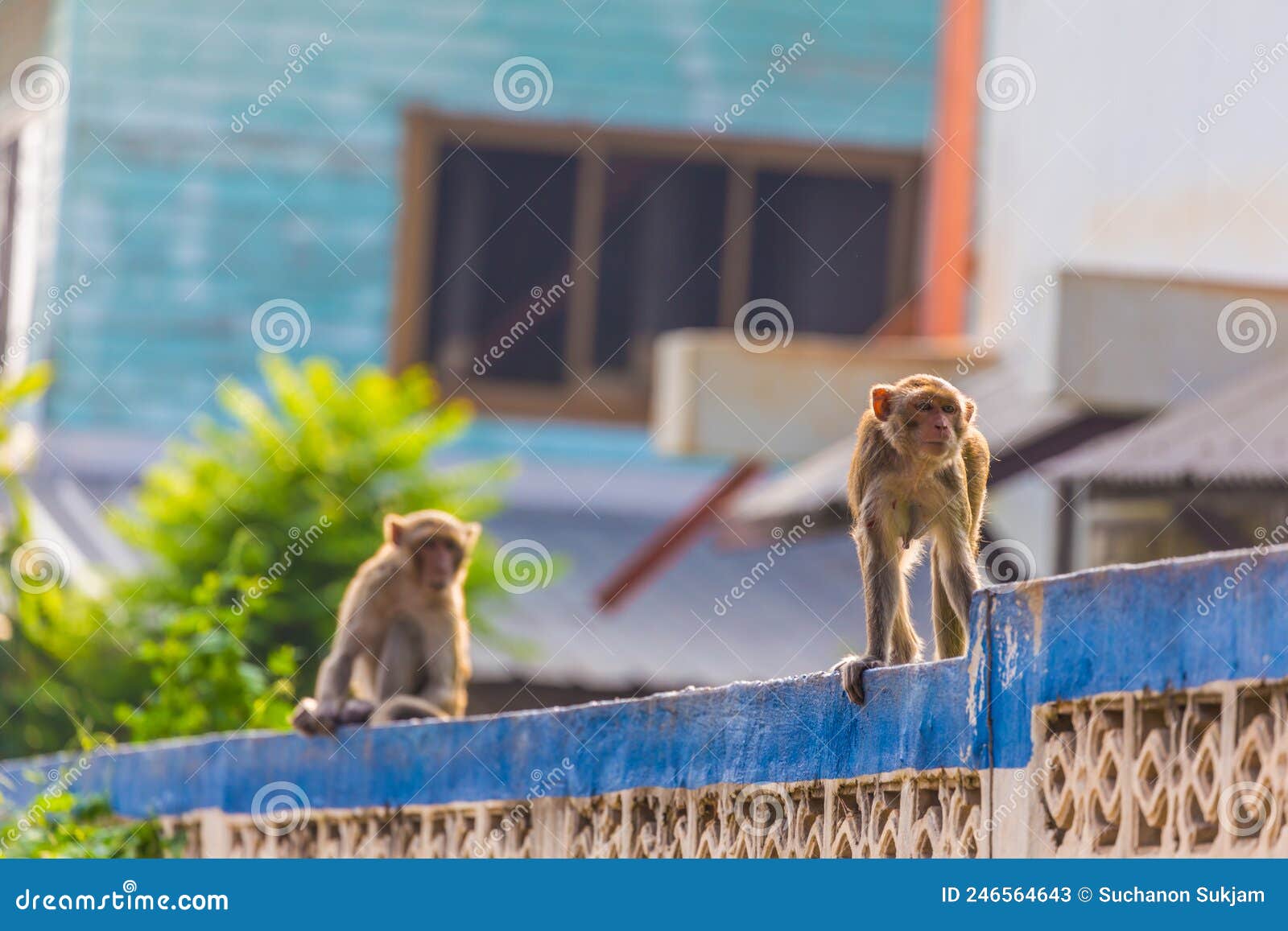 Monkey on fence stock image. Image of brown, portrait - 246564643