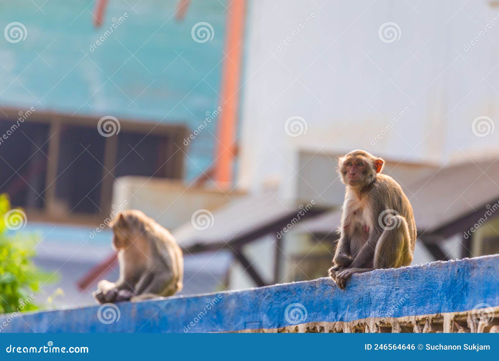 Monkey on fence stock photo. Image of care, brown, female - 246564646