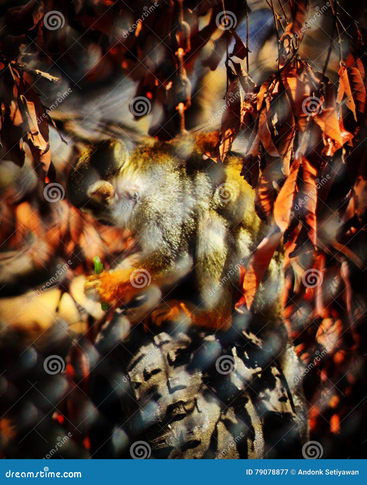 Monkey blur stock image. Image of monkey, indonesia, malang - 79078877