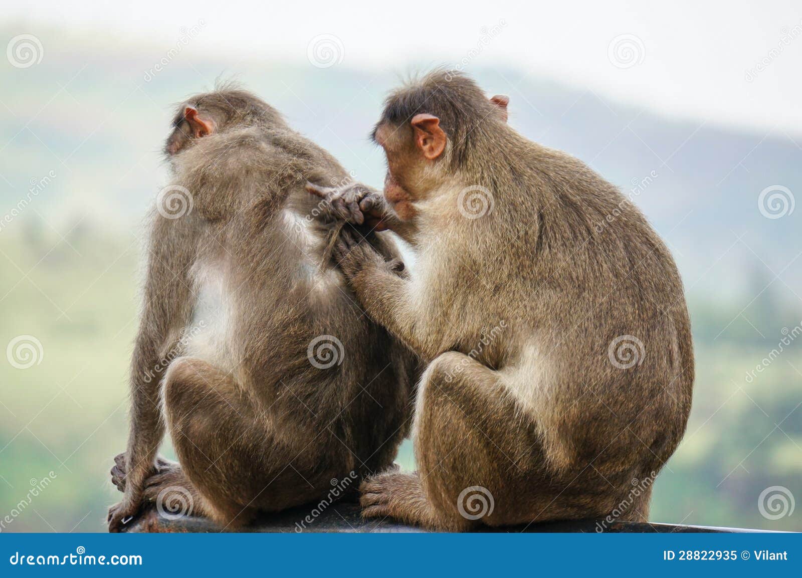 Monkey body care stock image. Image of animal, back, cleaning - 28822935