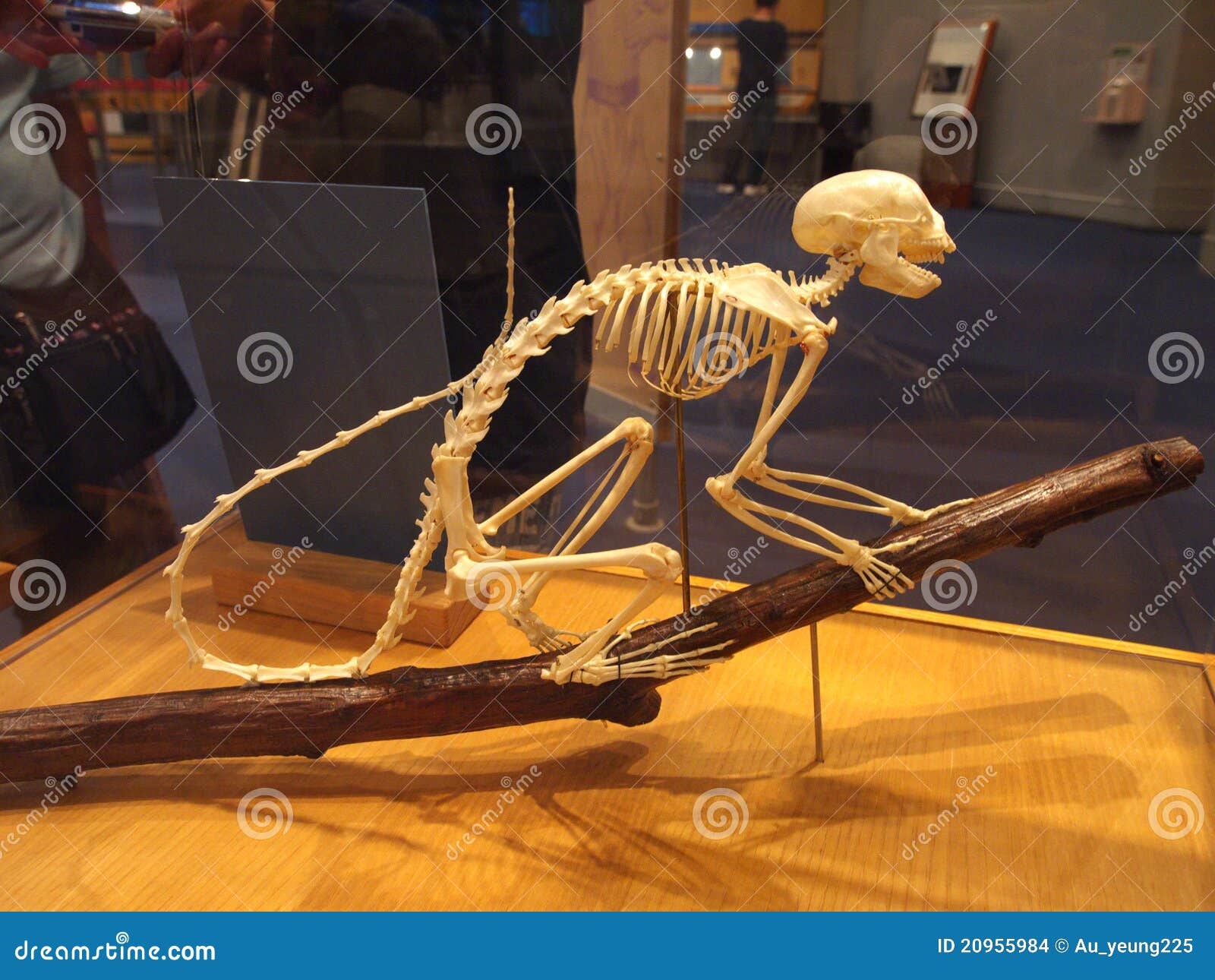 Monkey Bone Structure in Hong Kong Science Museum Editorial Stock Image ...