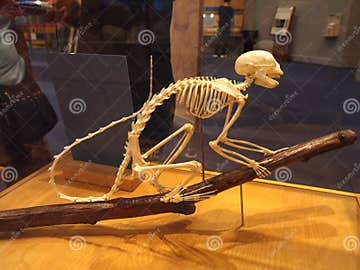 Monkey Bone Structure in Hong Kong Science Museum Editorial Stock Image ...