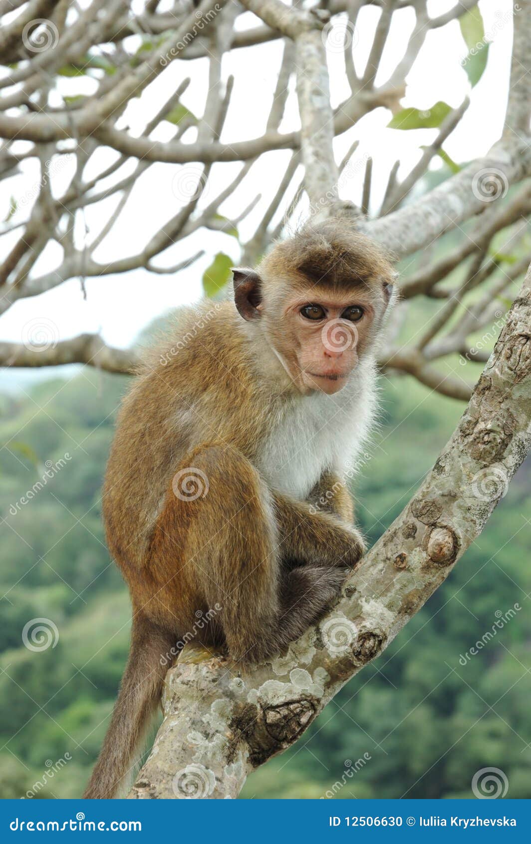 Monkey - Bonnet Macaque (Macaca Radiata) Stock Photo - Image of nature ...