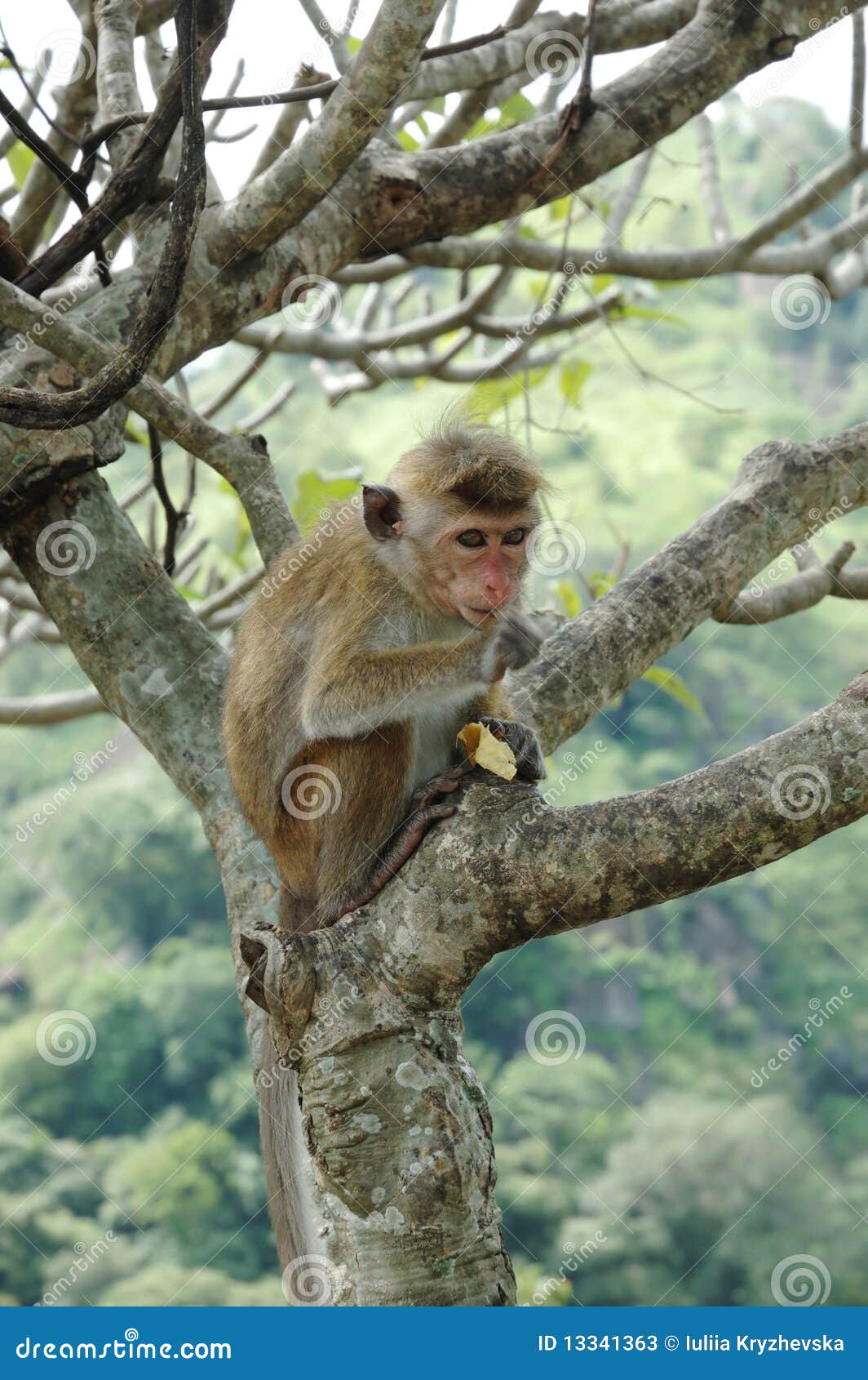 Monkey - Bonnet Macaque (Macaca Radiata) Stock Image - Image of little ...
