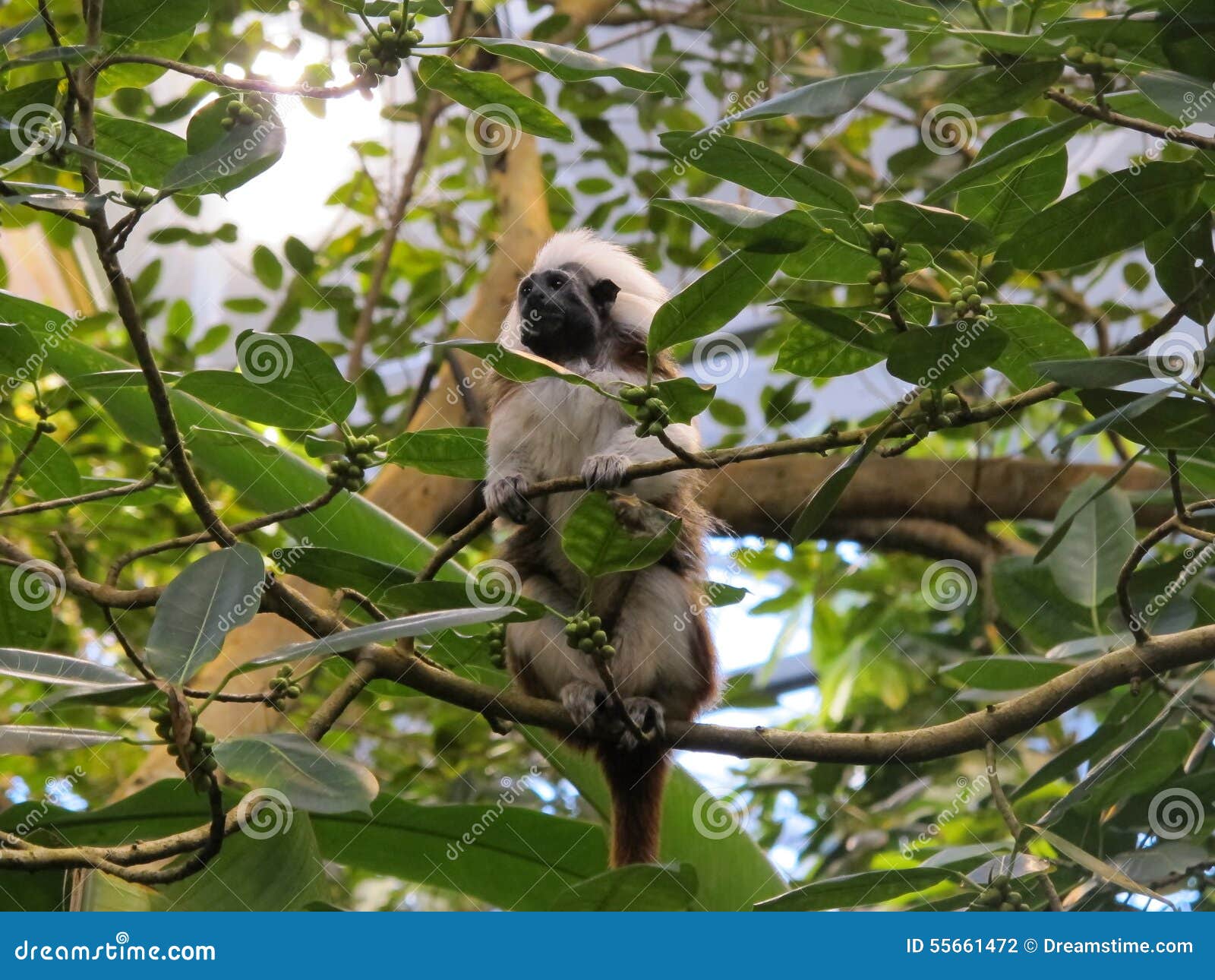 Monkey stock photo. Image of distance, lonely, beautiful - 55661472