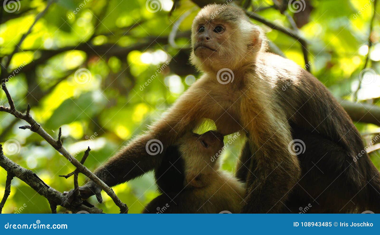 Monkey breast-feeding stock image. Image of baby, tropical - 108943485