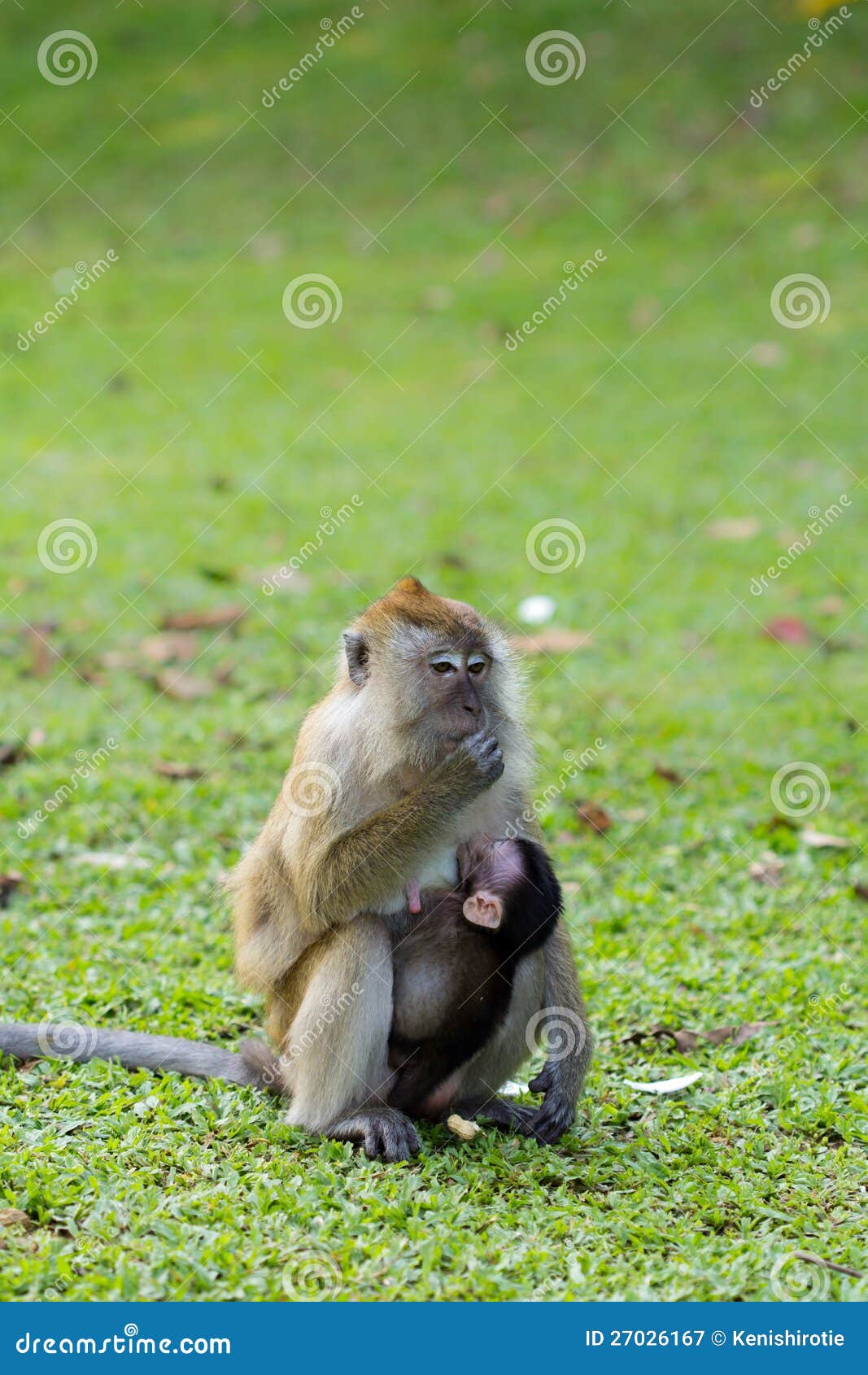 Monkey breastfeed her baby stock image. Image of breast - 27026167